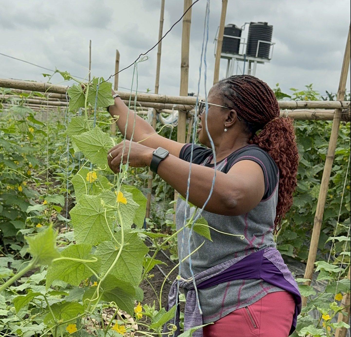 GROWING CUCUMBERS: A BEGINNER’S GUIDE
